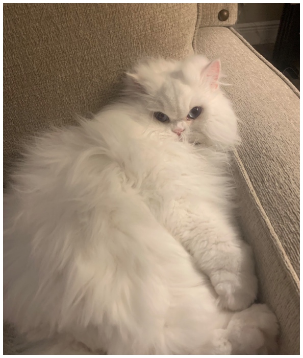 35 Most Challenging Cat Breeds to Own And Care For